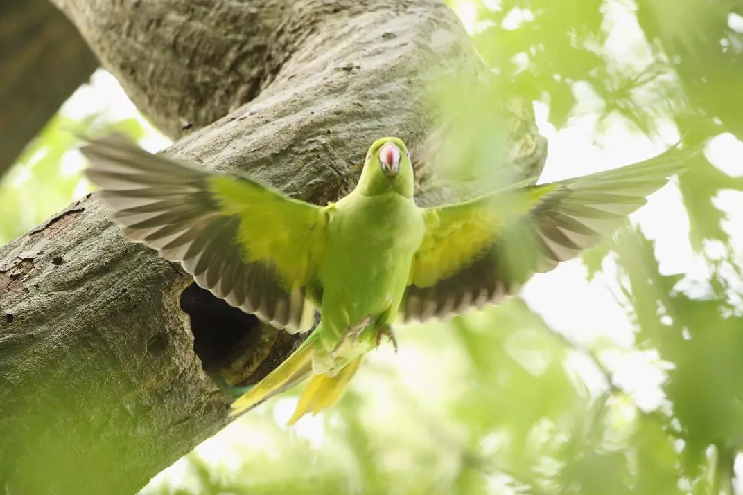 Parakeet ring-necked