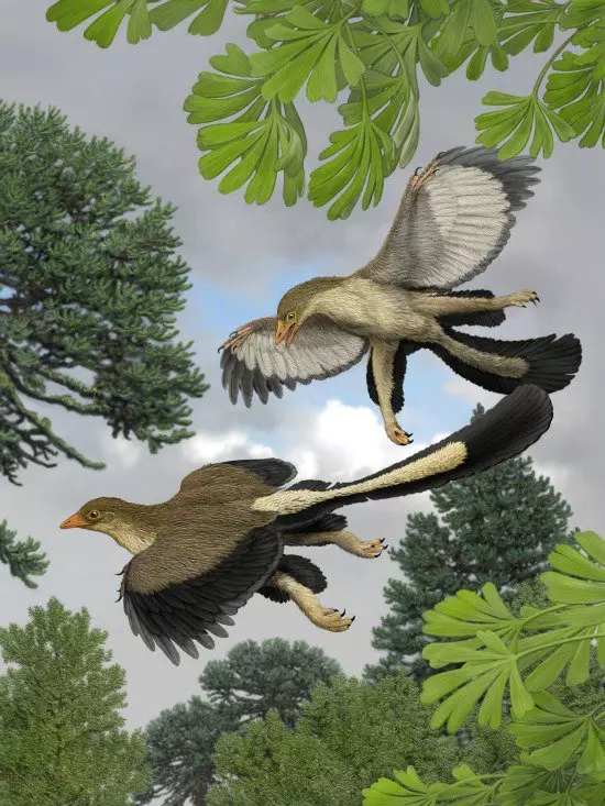 Feathers Fuel Dinosaur Flight Debata