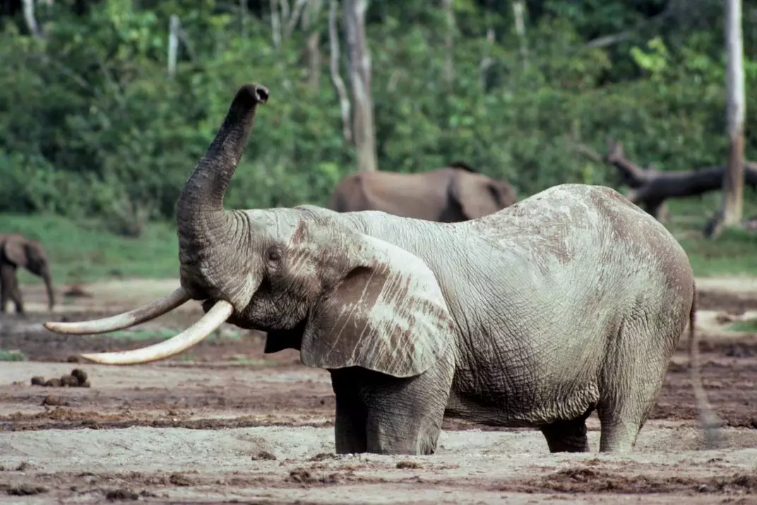 Gajah hutan