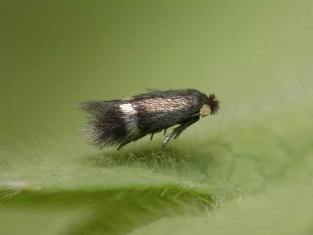 दुनिया का सबसे छोटा कीट, पिग्मी सॉरेल मोथ, के पंखों का फैलाव 2.65 मिलीमीटर जितना छोटा होता है। यह लीफ माइनर मोथ नामक समूह से संबंधित है, जो वैश्विक तापमान बढ़ने पर अधिक किसानों के लिए समस्याग्रस्त कीट बन सकता है। (पैट्रिक क्लेमेंट, सीसी बाय 2.0)