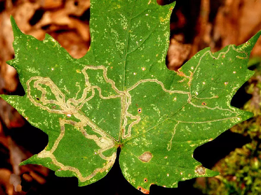 Зелен кленов лист, покрит с жълтеникави линии