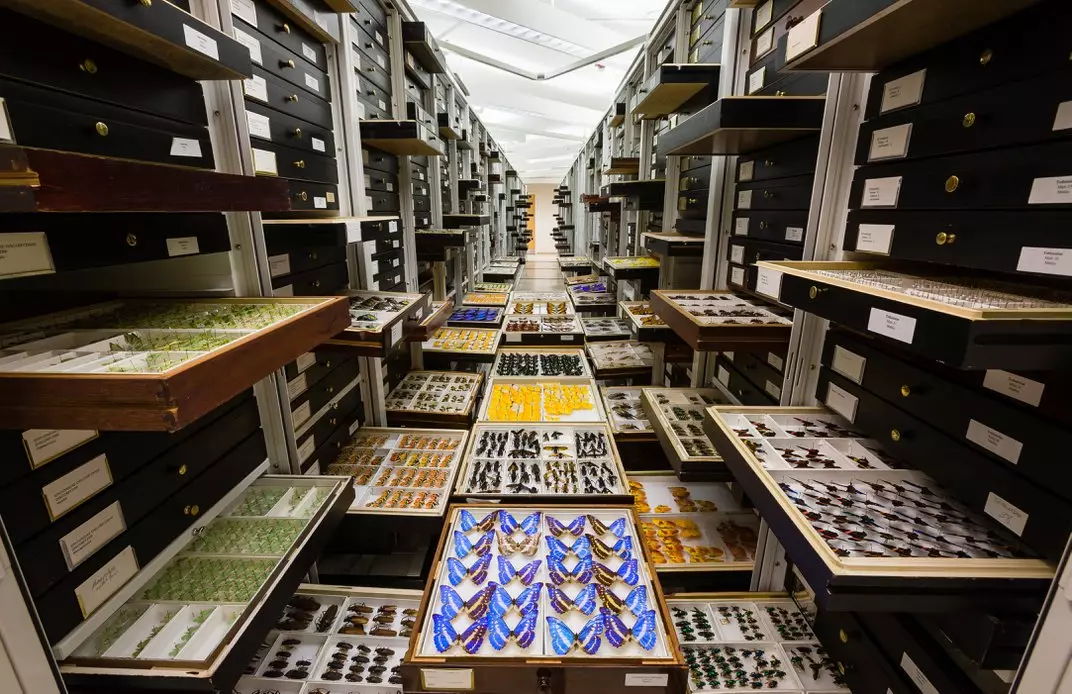 Corredor de armarios con caixóns extraídos para mostrar insectos de cores no seu interior