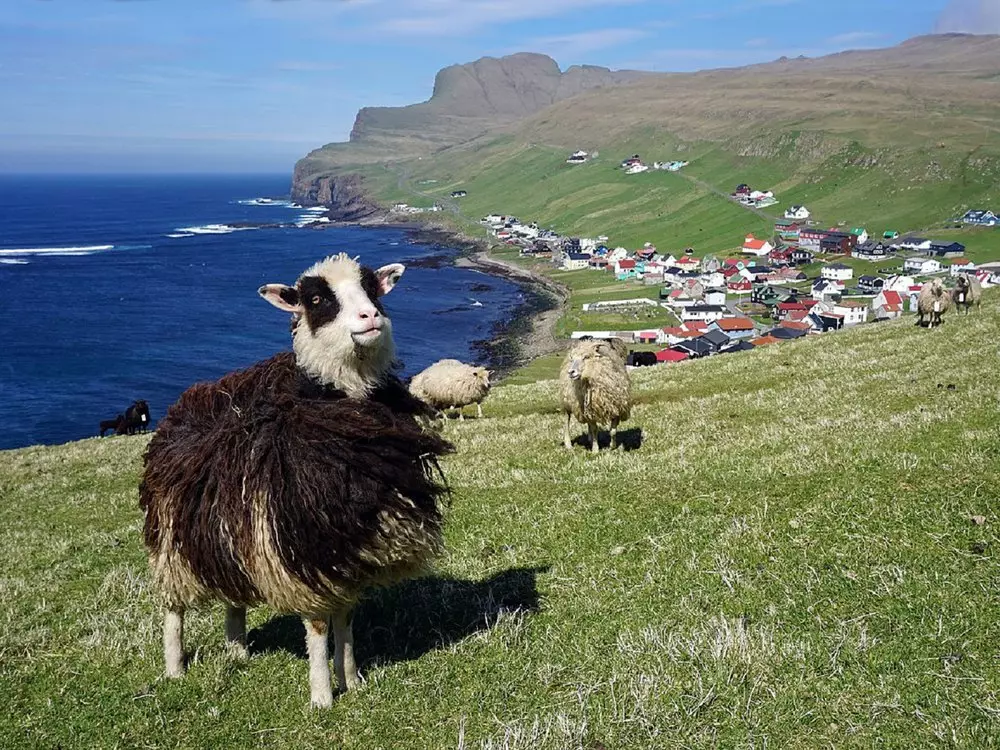 Defaid ar ynys Faroe