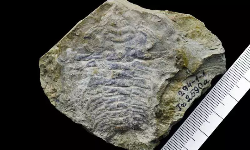 Ffosil trilobit.jpg