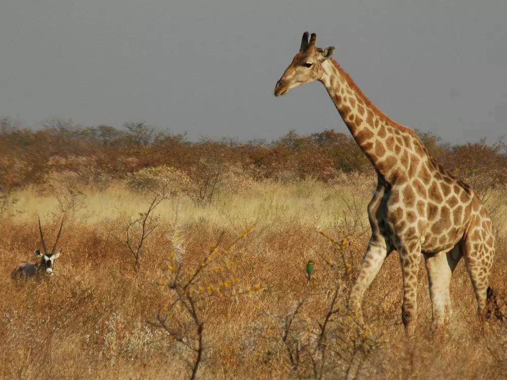 Les girafes glissent silencieusement sur la liste des espèces en voie de disparition
