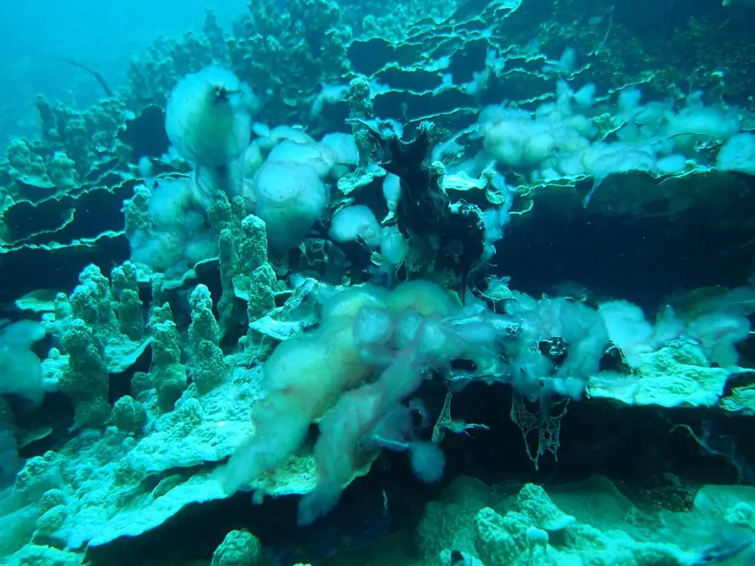 Vista debaixo d'água de algas em um recife de coral
