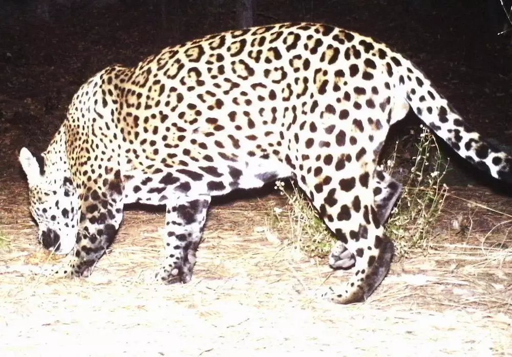 Tenê Jaguarê naskirî yê Amerîkî dibe ku êdî ne tenê be