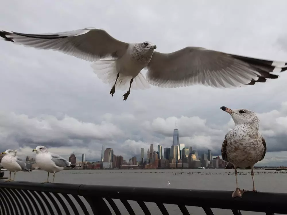 مرغ دریایی در مقابل افق نیویورک پرواز می کند