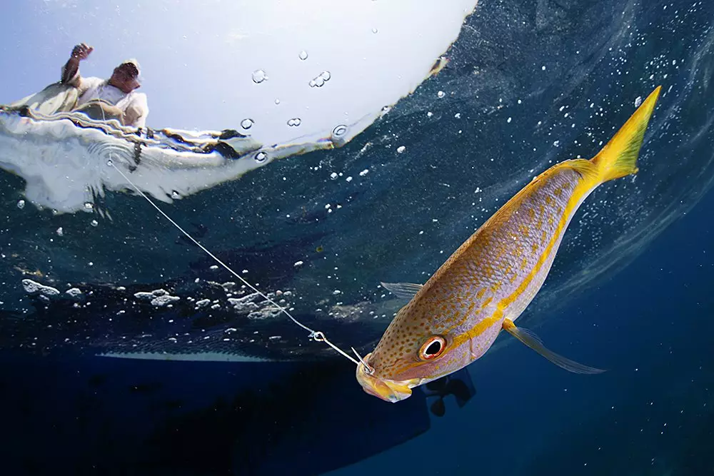 Hvorfor fisk er dagens fangst for klimaforskning