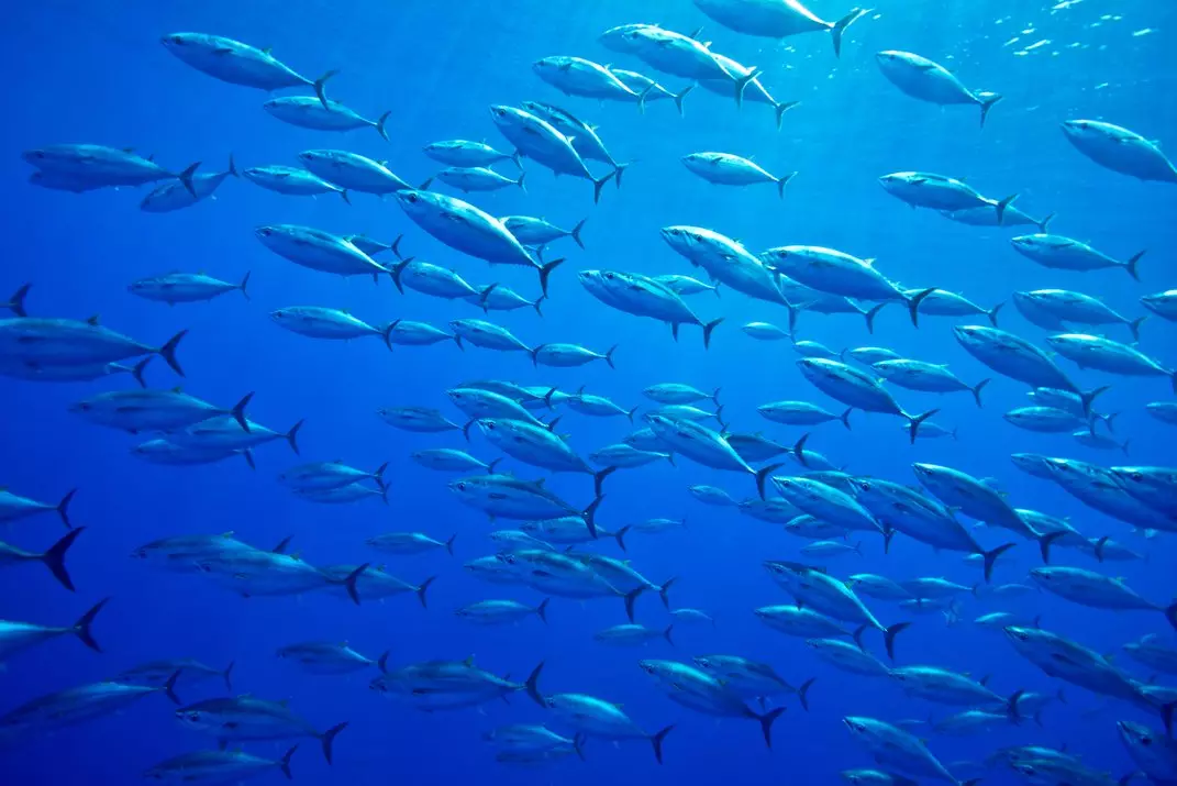 Sebuah sekolah tuna sirip biru Atlantik berenang di laut.