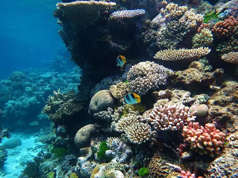 Korala rifa sano estas grava indikilo de la bonfarto de la oceano. Sciencistoj povas studi koralojn por lerni pli pri kiel klimata ŝanĝo influas la oceanojn. (Saĝa Hok Wai Lum, CC-BY-SA-4.0)