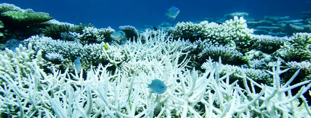 Um recife de coral branqueado.