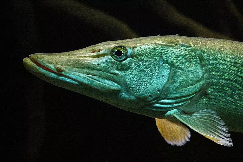 Slika ščuke, ki plava od blizu. Ima zeleno obarvane luske, štrleča usta in oči v obliki kroglic.