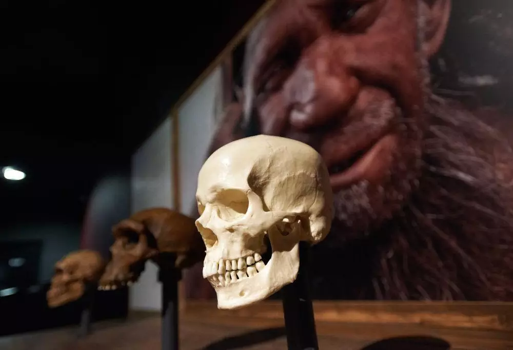 인간 조상은 2,500만 년 전에 물리적 능력을 진화시켰을 수 있습니다