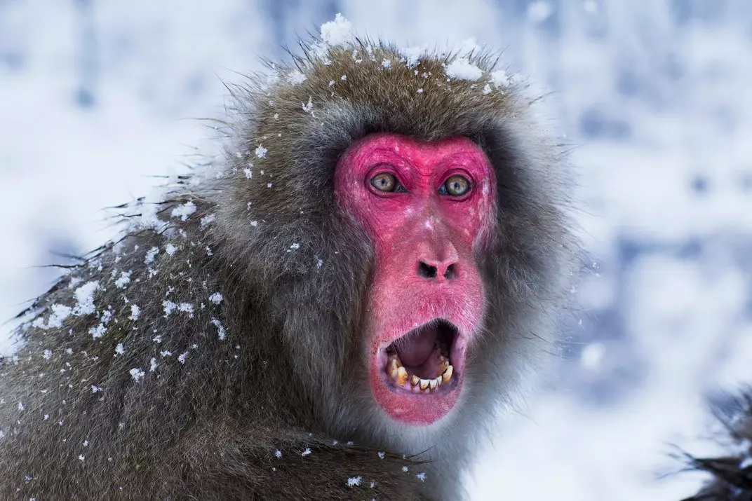 Macaco da Neve