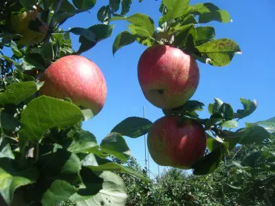 リンゴを食べる5つの方法