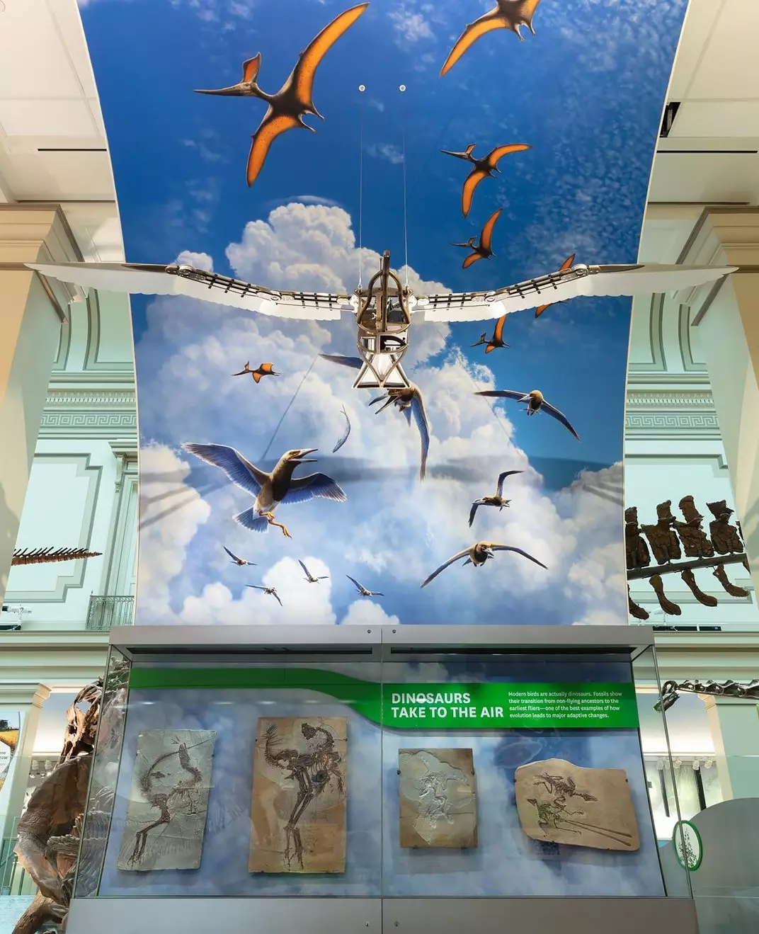 En museumsudstilling med flyvende dinosaurer.
