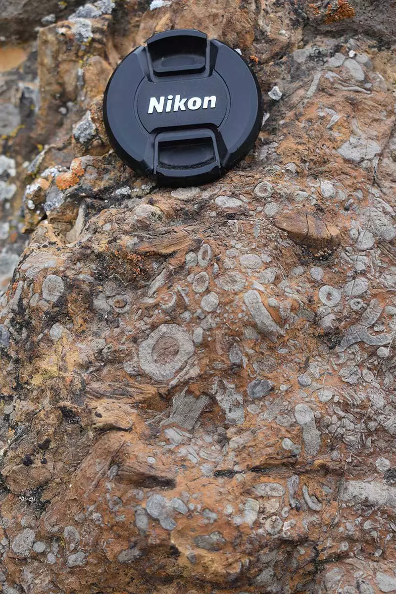 Fosil karang di Nevada