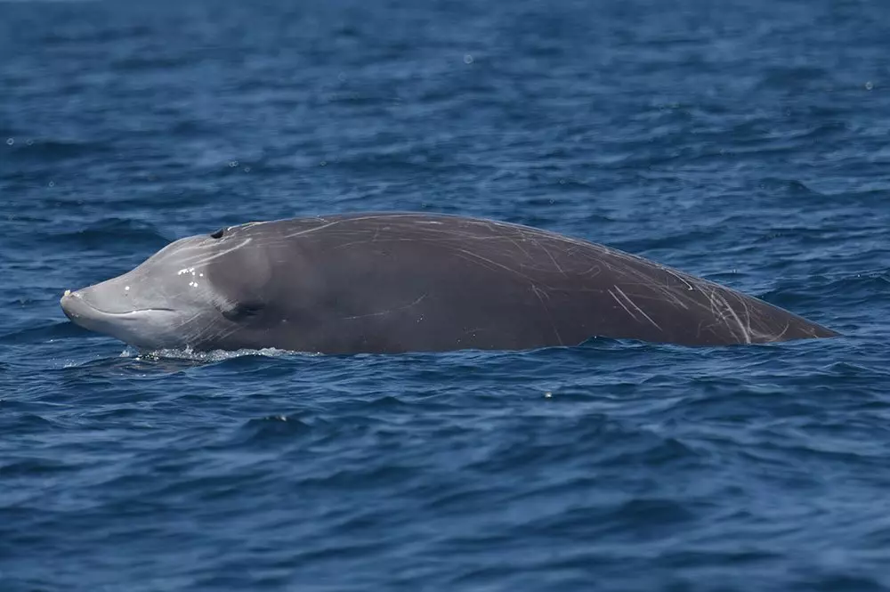 Whale wa Cuvier's Beaked Whale