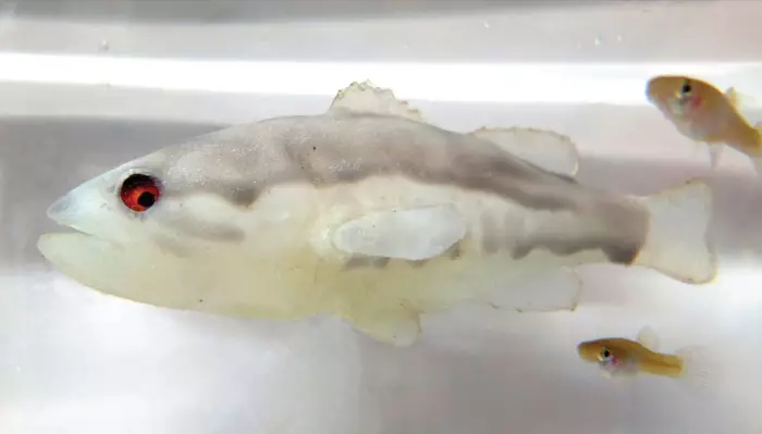 Рыба-робат бела-шэрая з чырвонымі вачыма; яго форма нагадвае вялікароты акунь. За ім плаваюць дзве маленькія камарыкі.
