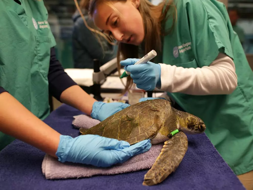 Veterinärer tar hand om en bedövad havssköldpadda