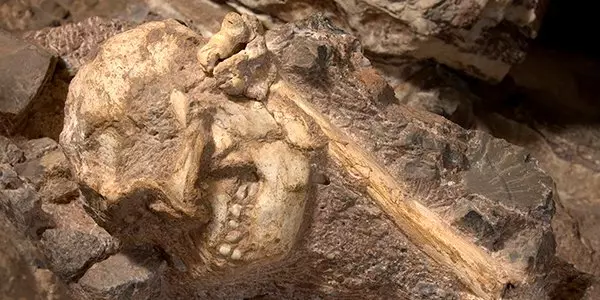 Sikil Cilik, Fosil Australopithecus Paling Lengkap, Ditampilake