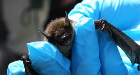 Un pequeno morcego marrón con síntomas da síndrome do nariz branco