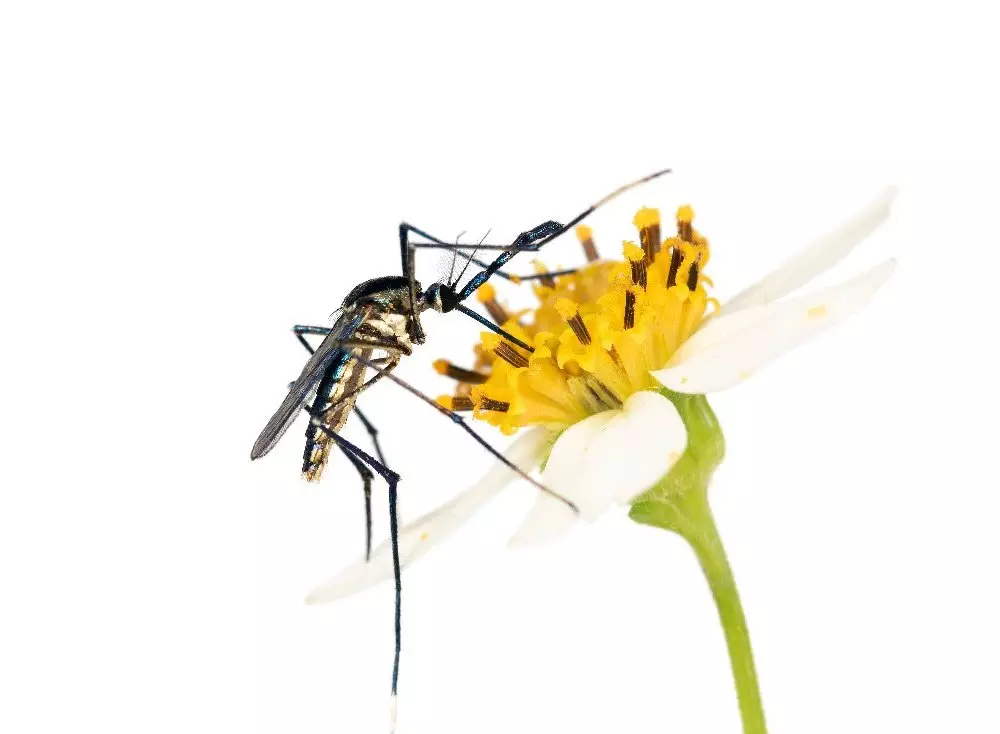 Mygg er mer enn blodsugende trusler. De pollinerer også blomster, har intrikate sexliv og spiser andre sykdomsbærende mygg. (Lawrence Reeves)