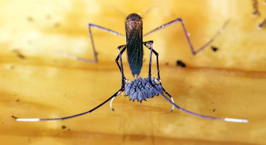 მდედრი კოღო, რომელიც იცავს კვერცხებს ყვითელ ხილის ქერქში
