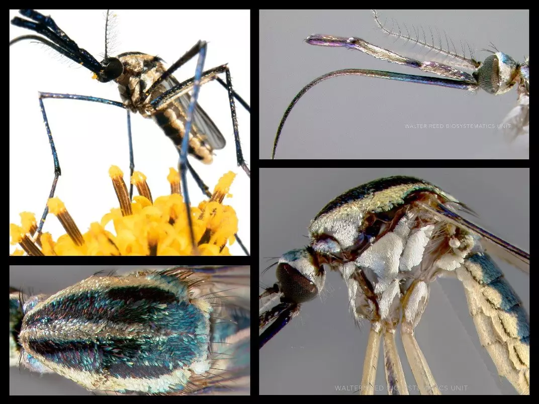 Collage, der fremhæver fire forskellige kropsdele af en myg