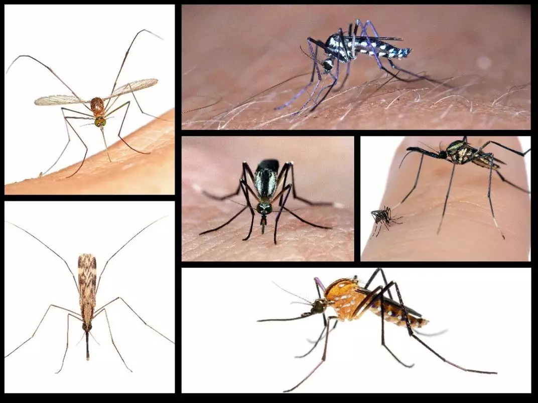 Koláž zobrazující šest různých druhů komárů