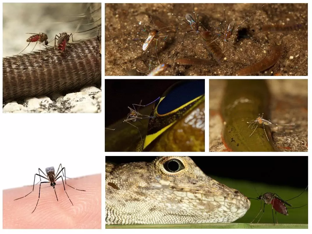 Collage, der viser seks myg, der suger blod fra værtsdyr