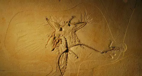 La Thermopolis specimeno de Archaeopteryx ĉe la Vajominga Dinosaŭro-Centro