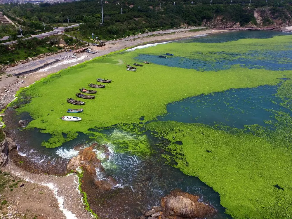 Algae in a bay in Qingdao, China's eastern Shandong province. 