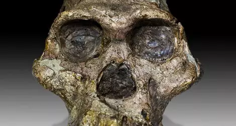 Du behøver ikke at tage til Sydafrika for at se fru Ples, et Australopithecus africanus-fossil.