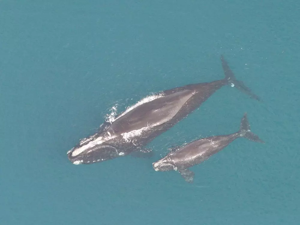 北大西洋露脊鯨母親和她的幼崽在藍綠色的大海中游泳的航拍照片。在水面上可以看到它們光滑的灰色身體，就像它們上方的海洋水池中的白色泡沫一樣。