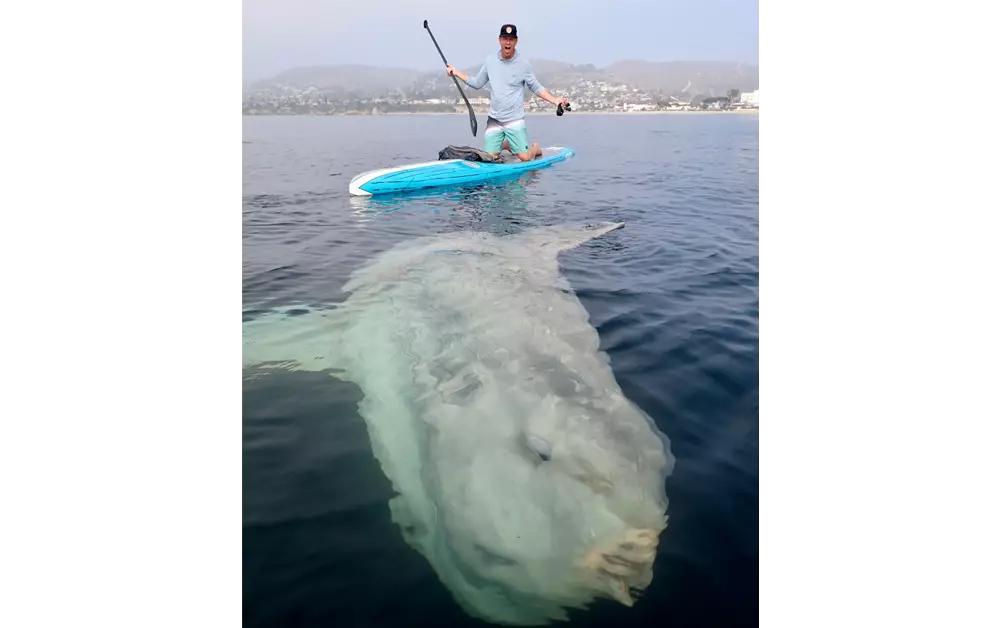 Sankta Mola! Rigardu Ĉi tiun Kolosan Oceanan Sunfiŝon Naĝantan Kun Paddle Boarders De la Kalifornia Marbordo
