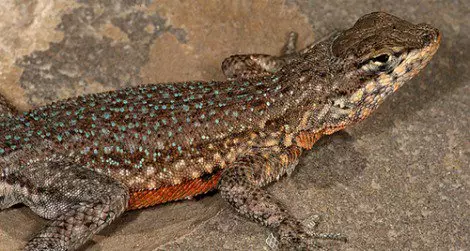 Um lagarto com manchas laterais em Utah