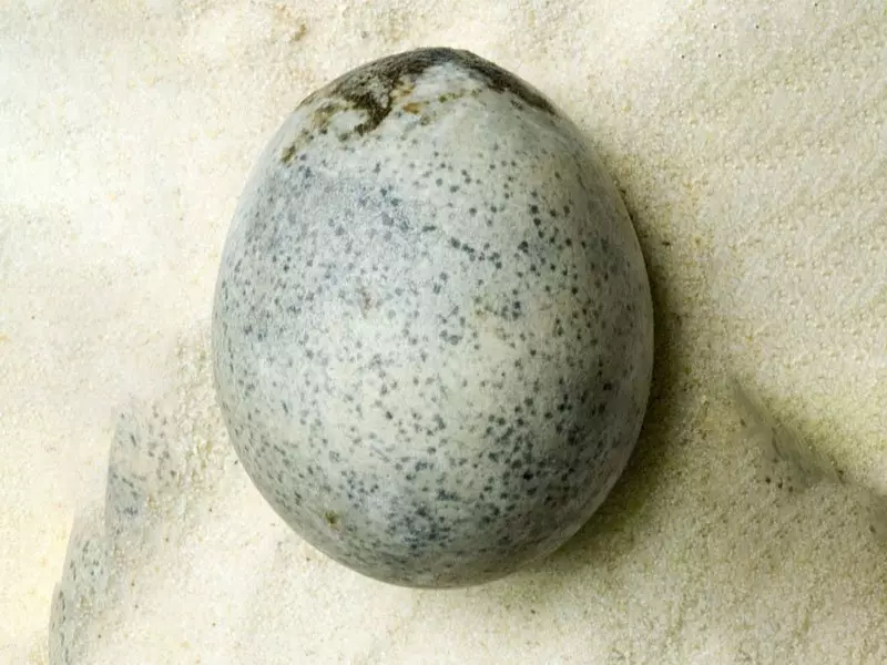 고고학자들은 1,700년 된 로마 달걀의 경우를 알아내다