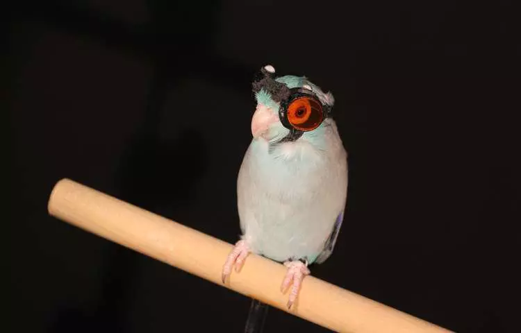 Hur en papegoja som bär glasögon kan hjälpa framtida robotar att flyga