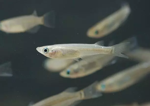 Японська рисова риба, вид, використаний у дослідженні.