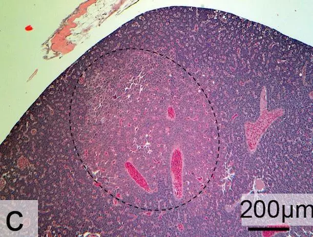 O vedere microscopică a ficatului unui pește