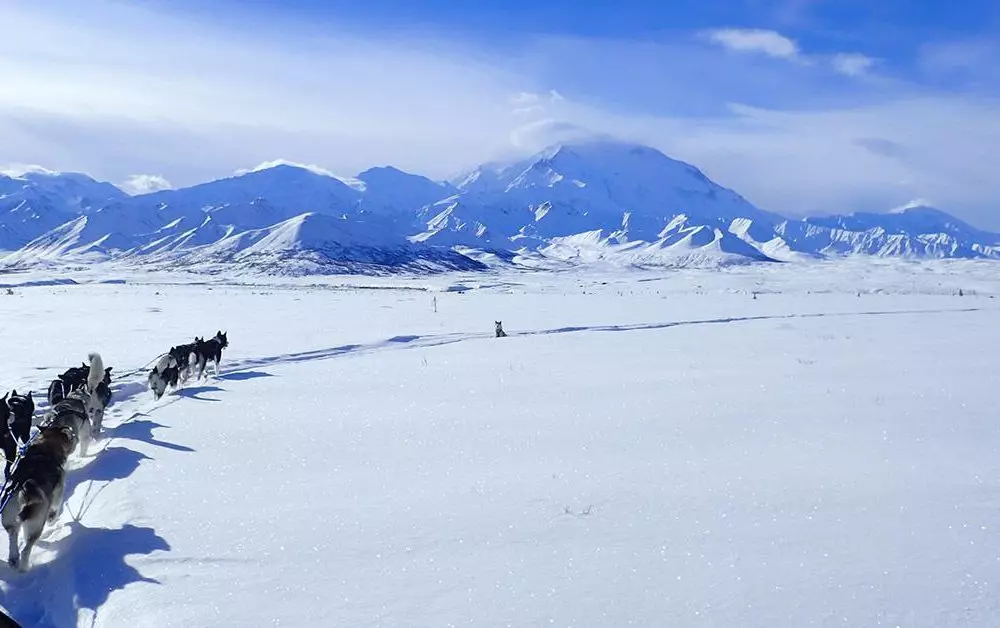 Bagaimana Anjing Kereta Luncur Taman Nasional Denali Mempersiapkan Musim Dingin