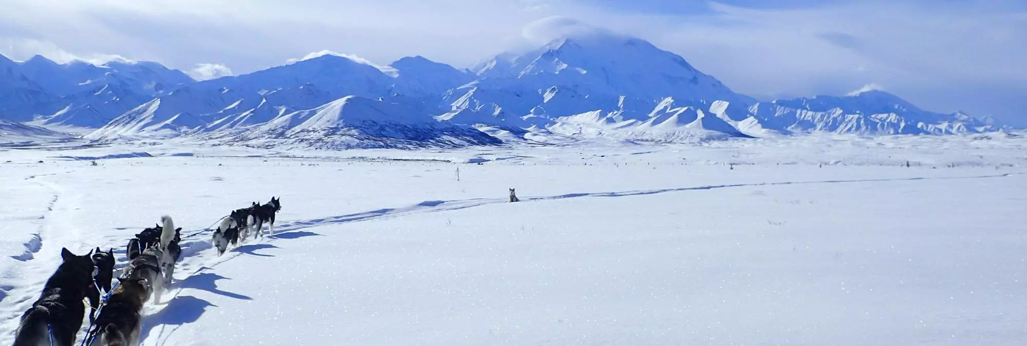 Kaip Denali nacionalinio parko rogių šunys ruošiasi žiemai 9320_1