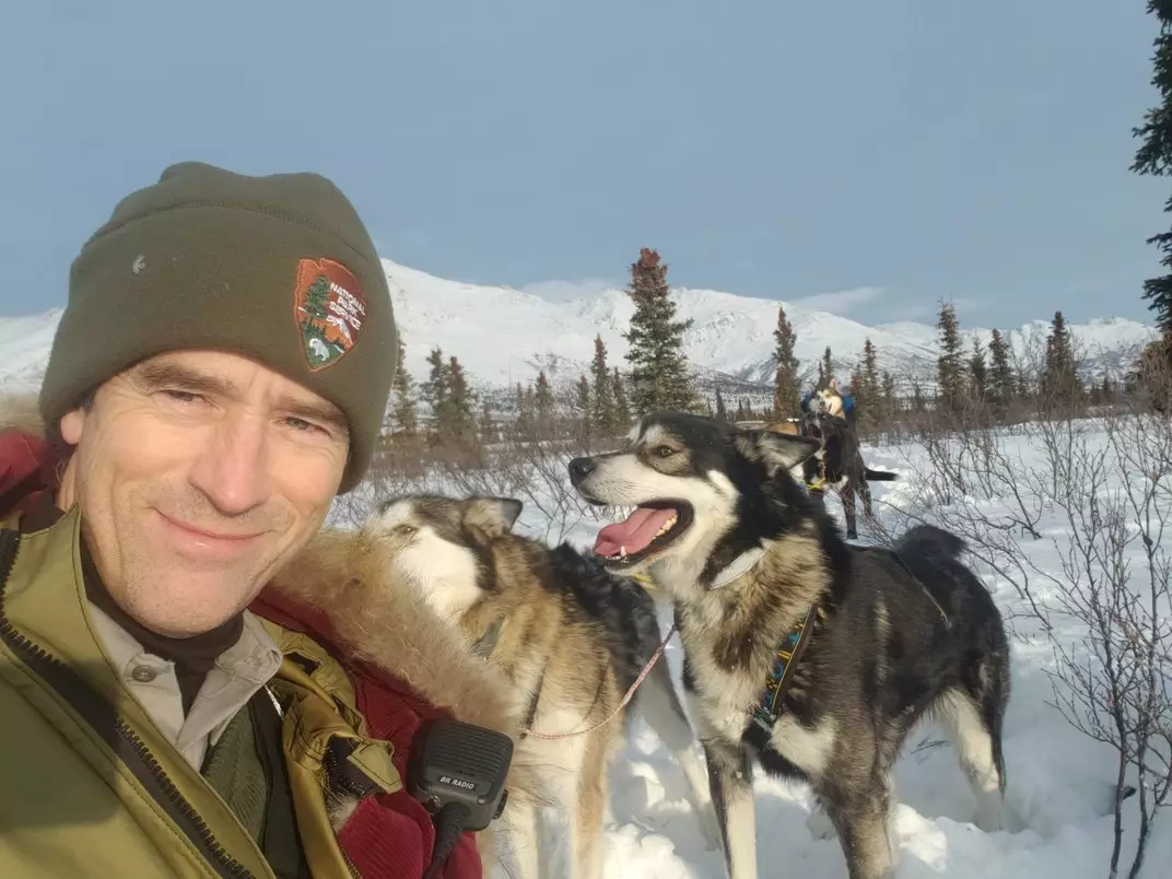 Kā Denali Nacionālā parka kamanu suņi gatavojas ziemai