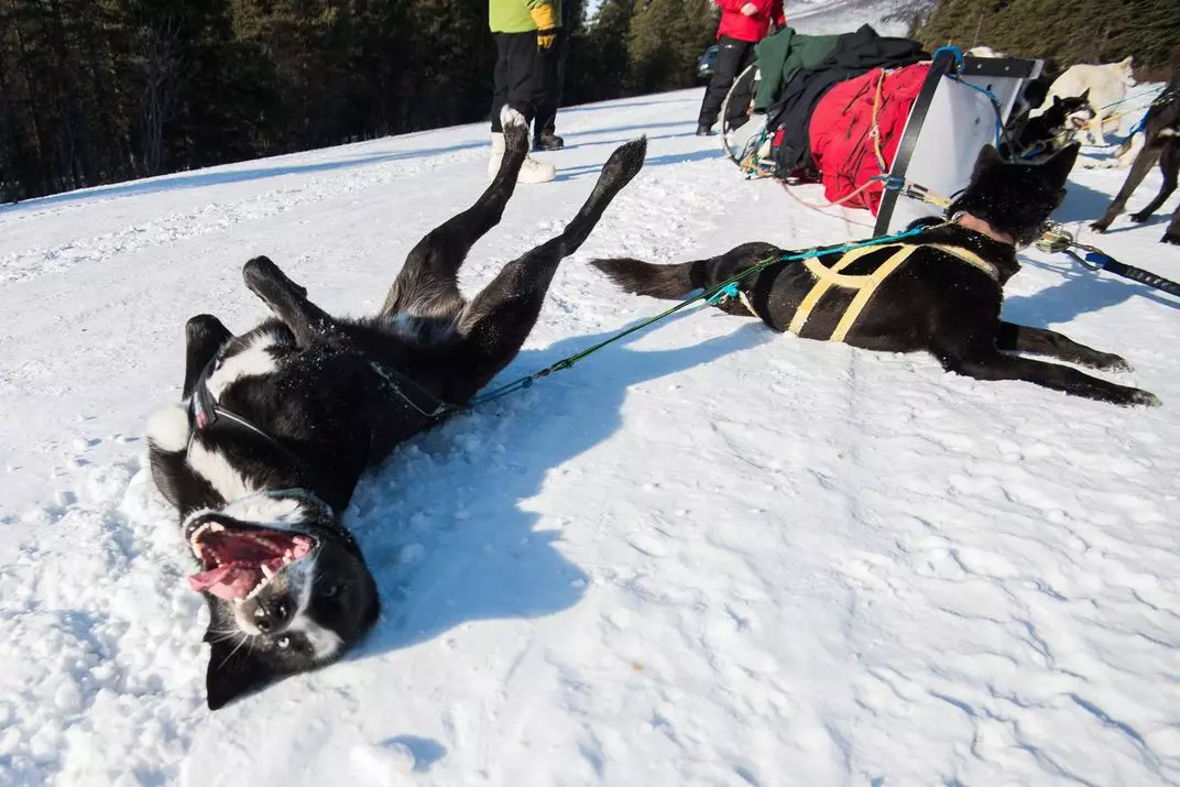 Jak se psí spřežení v národním parku Denali připravují na zimu