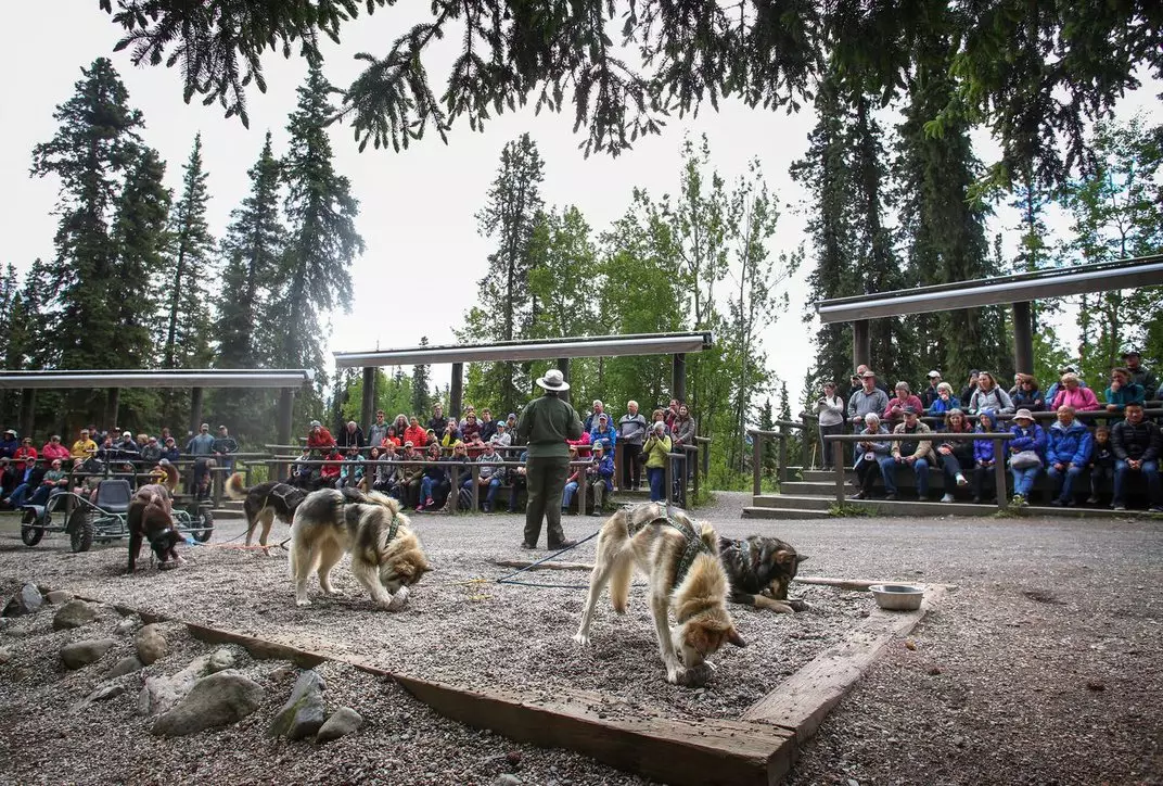 Come i cani da slitta del Parco nazionale di Denali si preparano per l'inverno