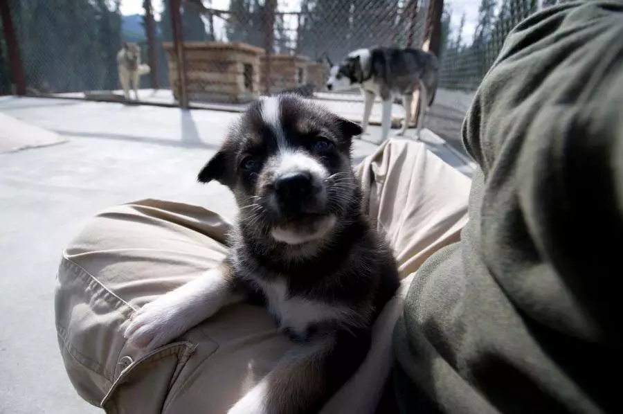 Kā Denali Nacionālā parka kamanu suņi gatavojas ziemai