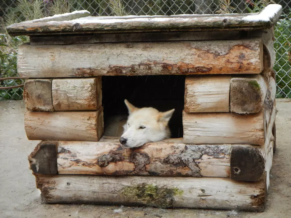 Kumaha Anjing Sled Taman Nasional Denali Nyiapkeun pikeun Usum Usum