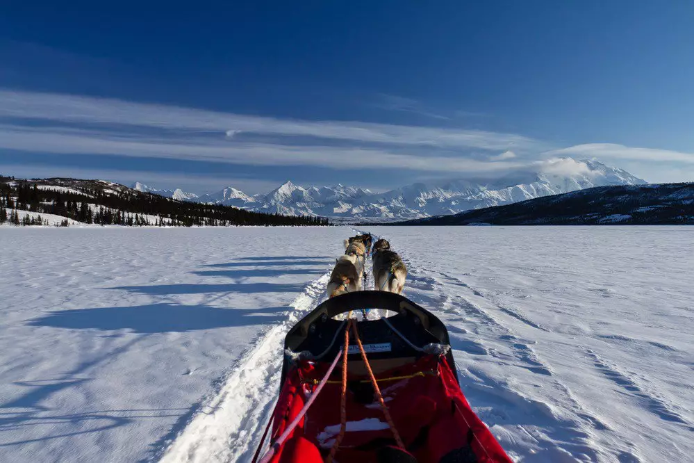 Como os cães de trenó do Parque Nacional Denali se preparam para o inverno